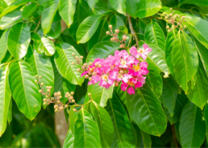 Banaba Leaves (Lagerstroemia Speciosa) – Nicoslabs